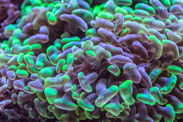 The Hammer Coral Cube is a Euphyllia-dominated masterpiece | Reef ...