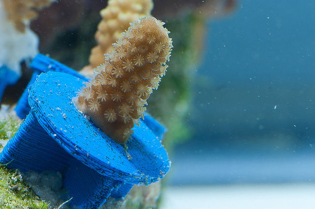 A Look at Shane Graber’s 3D-Printed Frag Plugs | Reef Builders | The ...