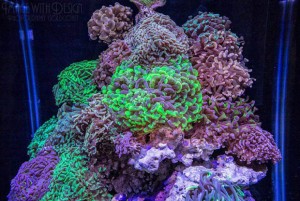 The Hammer Coral Cube is a Euphyllia-dominated masterpiece | Reef ...