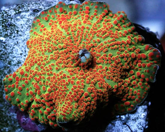 The Shroom Room reminds us why we love Corallimorphs so much | Reef ...