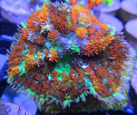 The Shroom Room reminds us why we love Corallimorphs so much | Reef ...