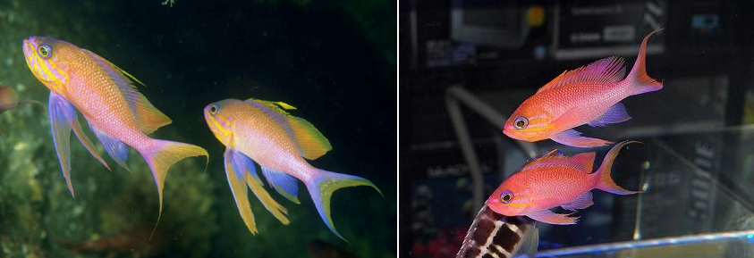 Surprise re-emergence of Anthias anthias takes Japan by storm | Reef ...