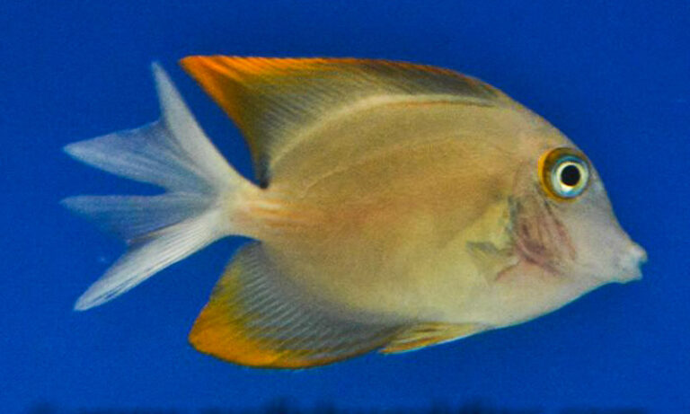 Twin Tailed Tomini Tang looks like something out of science fiction ...