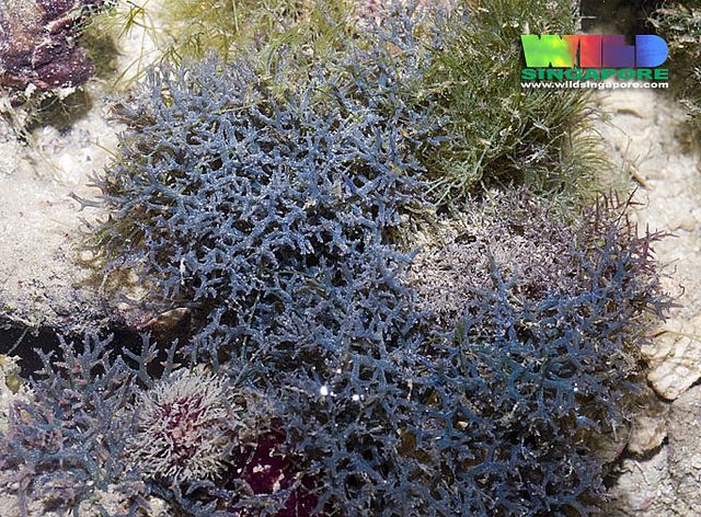 Blue Hypnea algae is a macroalgae worth growing for its looks | Reef ...