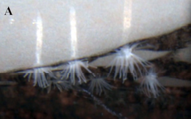 Incredible new Edwardsiella andrillae anemone lives on ice, upside down ...