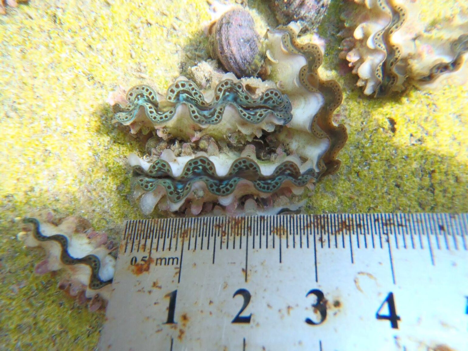 2013 Marine Breeder’s Year in Review | Reef Builders | The Reef and ...