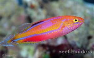 Pintail and Lunate fairy wrasses have breathtaking nuptial colors ...
