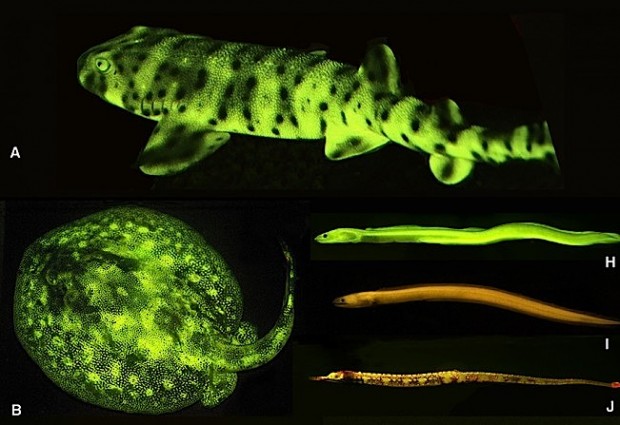 Fluorescence is discovered to be widespread in marine fish | Reef ...
