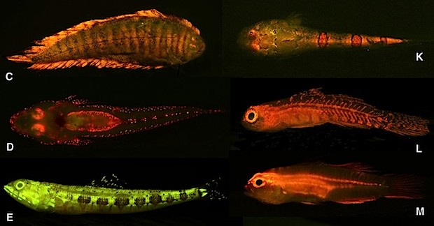 Fluorescence is discovered to be widespread in marine fish | Reef ...