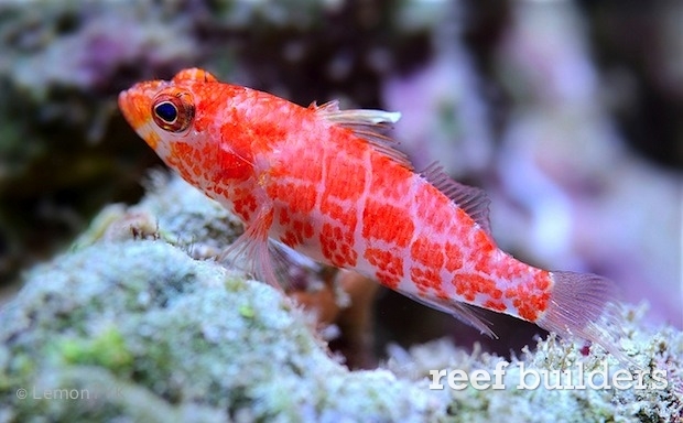 Awesome Fish Spotlight: The secret life of Plectranthias inermis | Reef ...