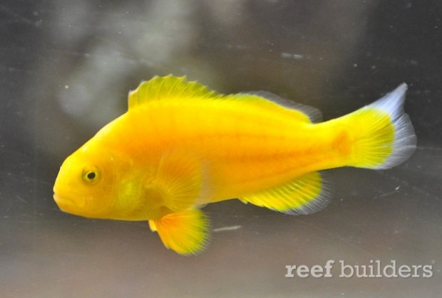 Golden Clownfish pictures highlight this most exquisite reef fish ...
