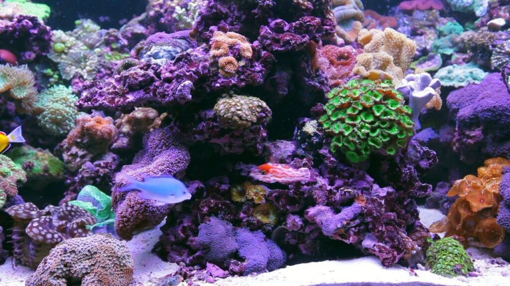 BuildMyLED launches an exciting 20K spectrum in their XB LED striplight ...