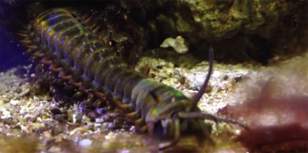 Eunice worms, the strangest of pets | Reef Builders | The Reef and ...