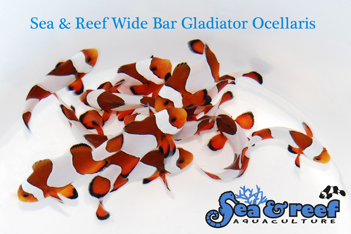 Sea & Reef Brings Back C-Quest Wide Bar Gladiator Ocellaris Clownfish ...