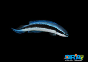 ORA’s Electric Indigo Dottyback - New Take On A Hybrid | Reef Builders ...