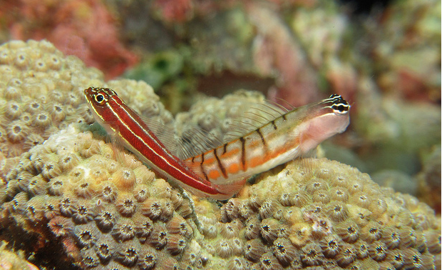 Helcogramma is another poorly known nano fish bursting with reef ...