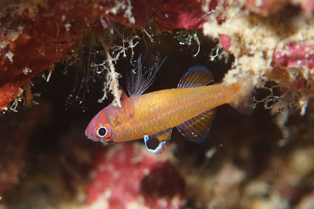 There are so many more Trimma out there waiting to be discovered and ...