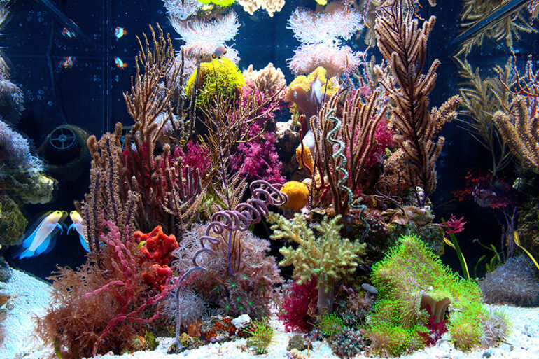 Zia Reefer’s gorgonian and soft coral tank is truly one of a kind ...