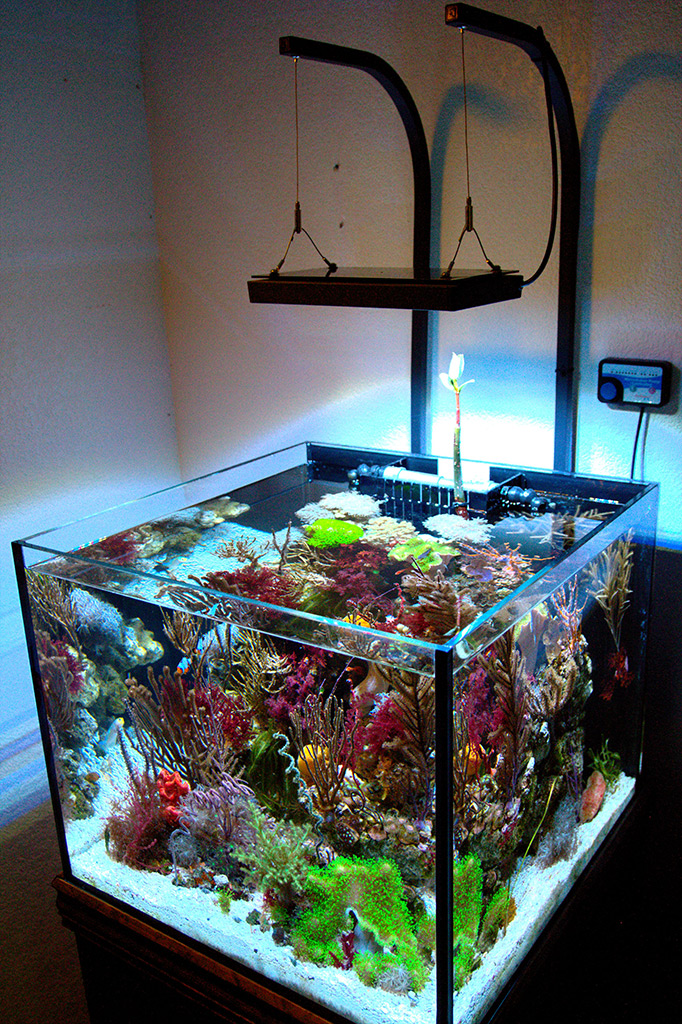 Zia Reefer’s gorgonian and soft coral tank is truly one of a kind ...