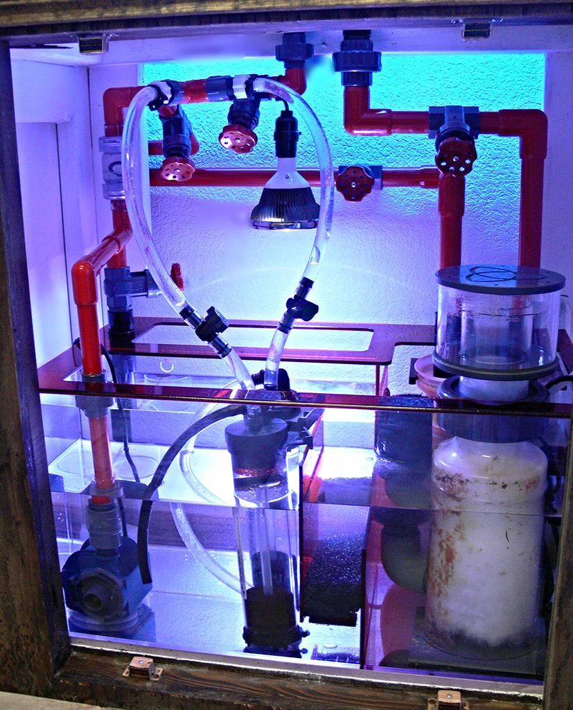 Zia Reefer’s gorgonian and soft coral tank is truly one of a kind ...