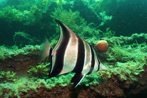 Awesome Fish Spotlight: Chelmonops truncatus | Reef Builders | The Reef ...