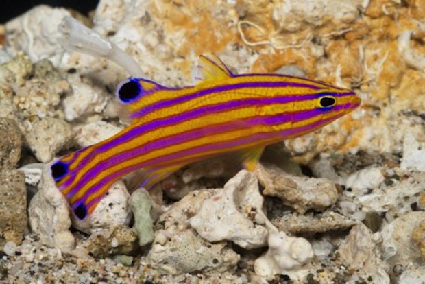 Barry Brown updates with more deepwater Curacao treasures including an ...