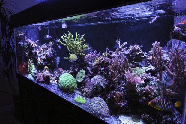 Angelfish in reef aquariums: It doesn’t always work out the way you ...