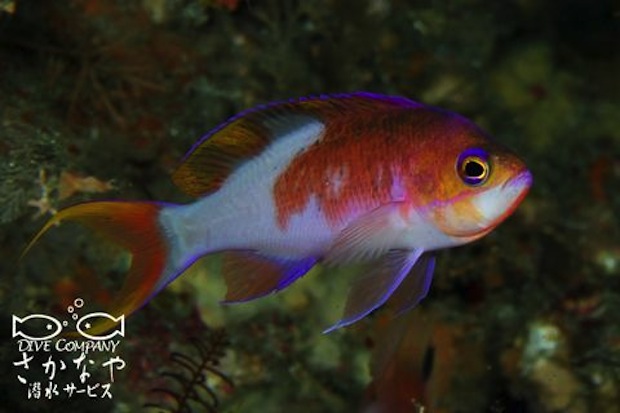 Secrets of the ghost anthias revealed in Sakayana’s dive blog | Reef ...