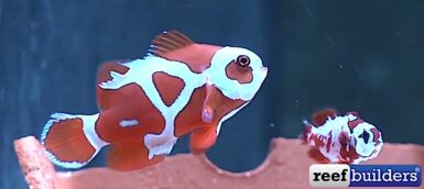 First video of the Peacekeeper Maroon Clownfish | Reef Builders | The ...