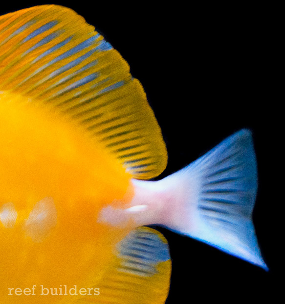 Wayne’s Ocean World scores a sweet white-face yellow tang | Reef ...