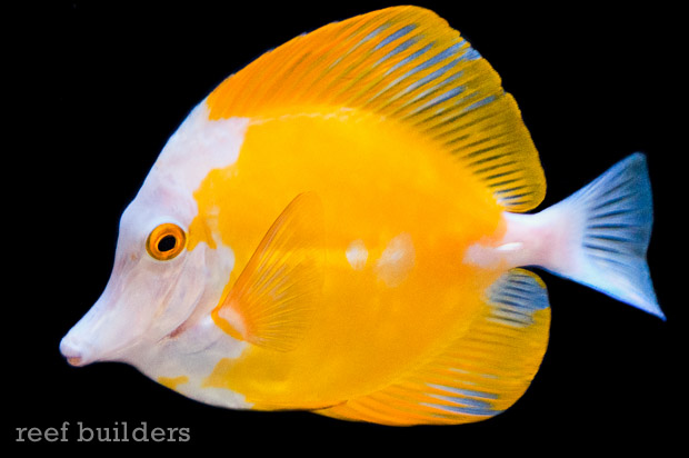 Wayne’s Ocean World scores a sweet white-face yellow tang | Reef ...