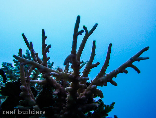 Acropora rongelapensis is one of the craziest Acros we’ve ever seen ...