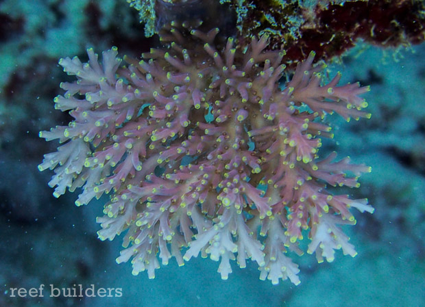 Kwajalein has more than its fair share of Red Acropora | Reef Builders ...