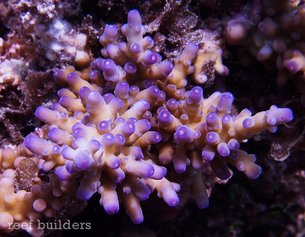Acropora tortuosa in Kwajalein has a unique blue tip color | Reef ...