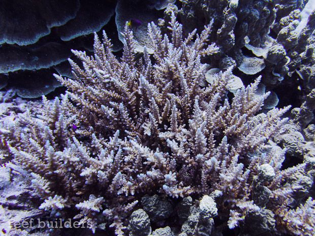 Acropora tortuosa in Kwajalein has a unique blue tip color | Reef ...