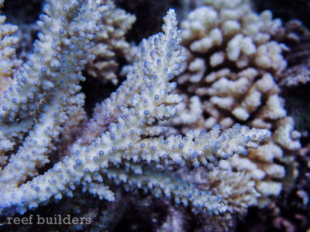 Acropora tortuosa in Kwajalein has a unique blue tip color | Reef ...