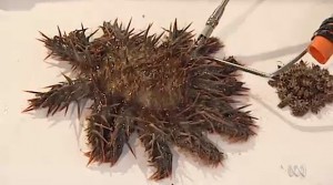 Quarter million crown of thorns starfish eradicated by new injection ...