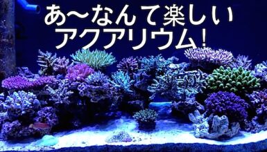 Nice Japanese SPS reef tank video | Reef Builders | The Reef and ...