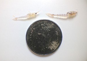 Small size PE Mysis Special Grade available by special request | Reef ...