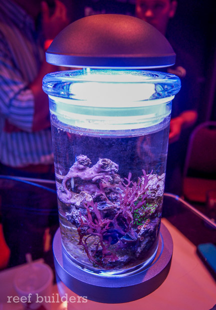 PJ Reefs is pushing the boundaries of miniature reef ‘aquariums’ | Reef ...