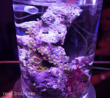 PJ Reefs is pushing the boundaries of miniature reef ‘aquariums’ | Reef ...