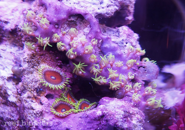 PJ Reefs is pushing the boundaries of miniature reef ‘aquariums’ | Reef ...