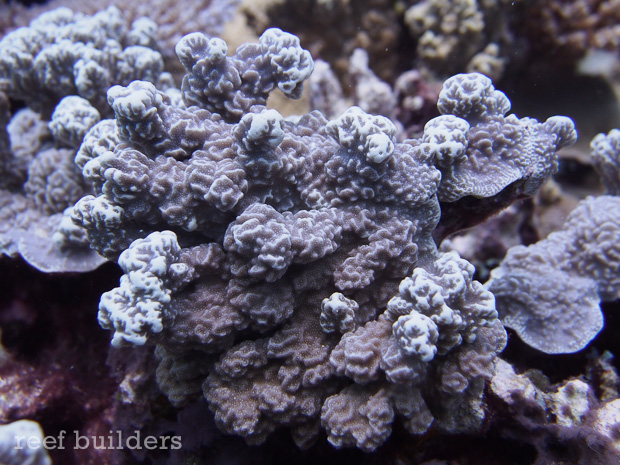 Porites coral dominates certain zones of Marshall Island reefs | Reef ...