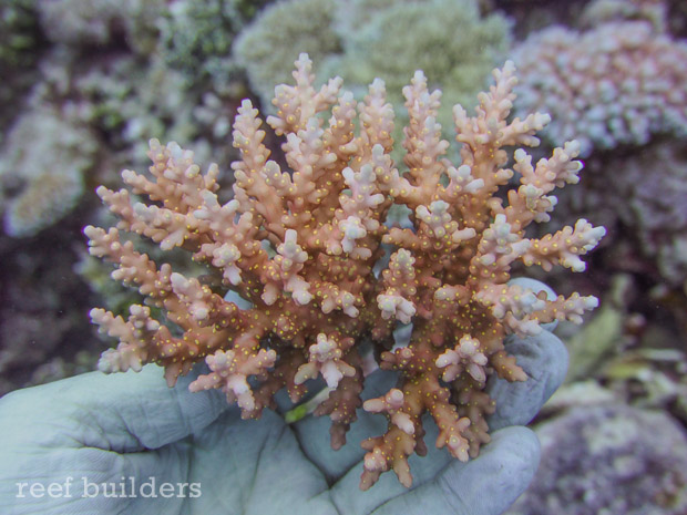 Kwajalein has more than its fair share of Red Acropora | Reef Builders ...