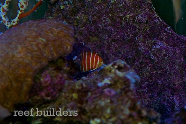 DeJong Marinelife’s Interzoo Booth is a rare fish oasis amid exhibition ...