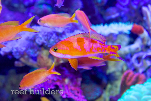 DeJong Marinelife’s Interzoo Booth is a rare fish oasis amid exhibition ...