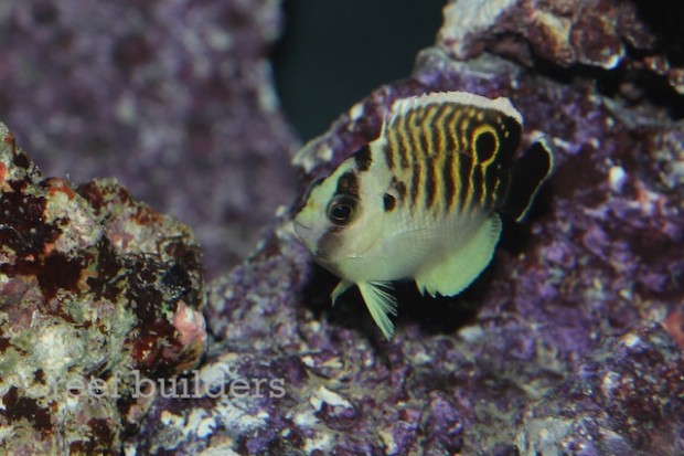 DeJong Marinelife’s Interzoo Booth is a rare fish oasis amid exhibition ...
