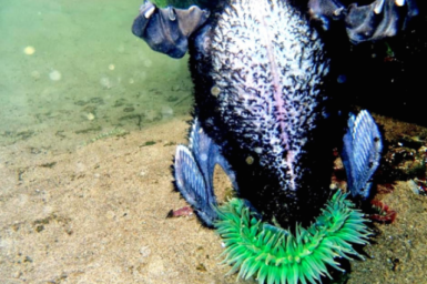 Bird eating Anemone scores one for team Invertebrate | Reef Builders ...