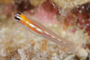 ORA adds Masked Goby to Captive-Bred Lineup | Reef Builders | The Reef ...