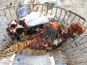 Diving in Cuba and enjoying a lionfish barbecue with collectors of ...